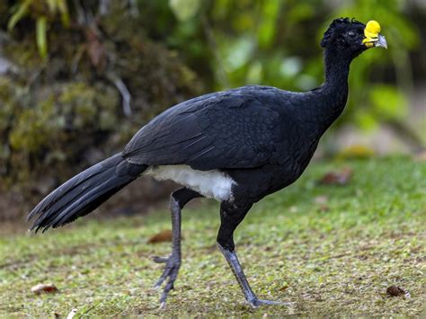Great Curassow Ebird