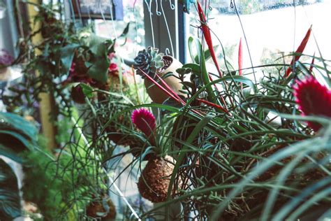 Root Orb And Care — Kreative Gardens Root Orb And Care — Kreative Gardens