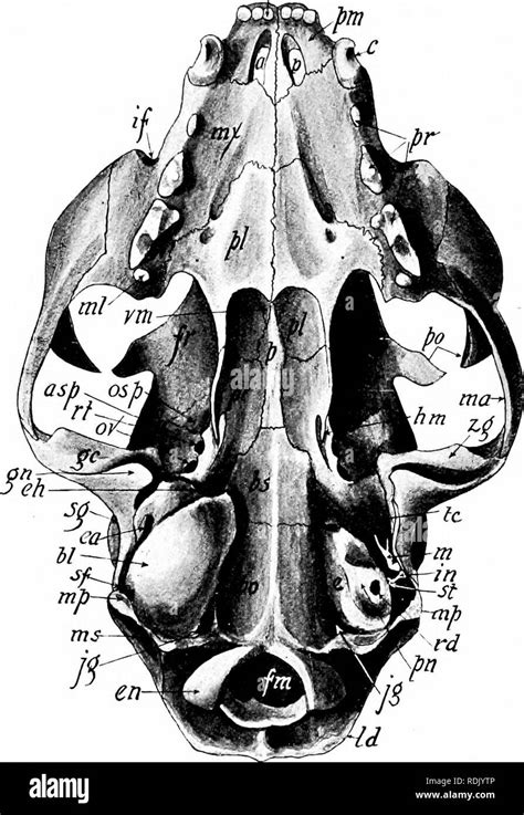 External Auditory Meatus Cat