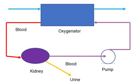 Organ Perfusion System Haemair