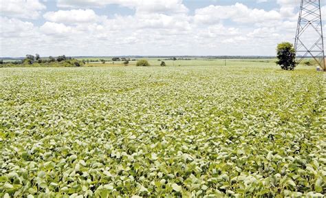 Productores De San Pedro Piden Asistencia