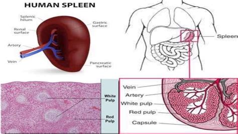 Components Development And Functions Of Res Reticulo Endo Thelial Cells Pptx