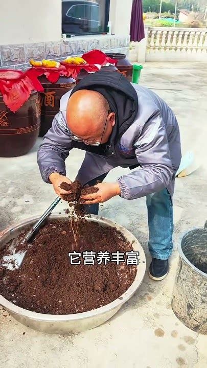 种植番茄的七个小技巧。蔬菜种植番茄种植 番茄种植技术 每天分享蔬菜种植技巧 关注我一起学种菜 Youtube