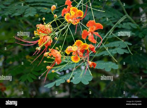 Caesalpinia Pulcherrima Also Known As Poinciana Peacock Flower Red Bird Of Paradise Mexican