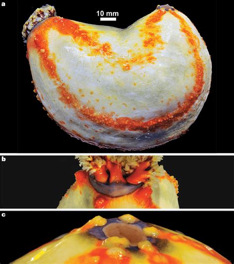 Photos Of Live Specimen Of Pseudocolochirus Axiologus H L Clark