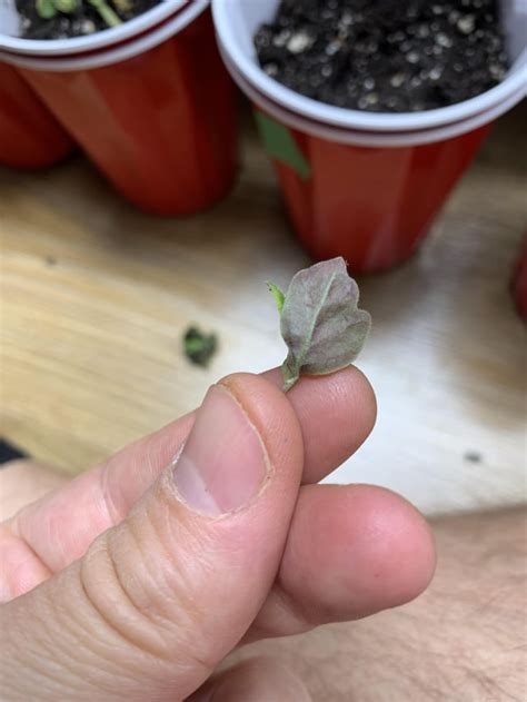 Whats Wrong With My Tomato Seedlings Rplantclinic