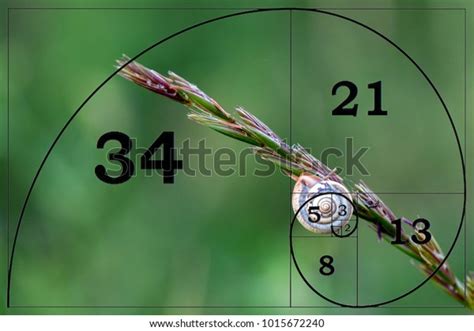 Fibonacci Sequence Mathematical Curves On Snail 库存照片立即编辑