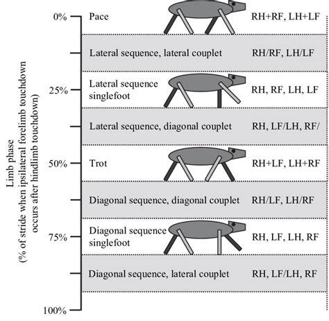 Limb Phase Note That The Configuration Of The Hindlimbs Is The Same In