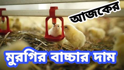 ৯ ডিসেম্বর 🐥 আজকের ব্রয়লার লেয়ার টাইগার ফাওমি সোনালী কক দেশি মুরগির