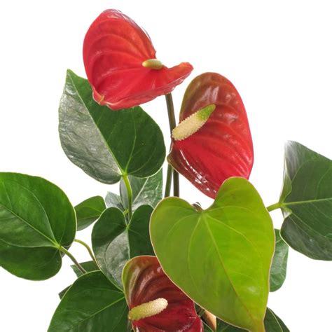 How To Fix Yellow Leaves On Anthuriums Hrc
