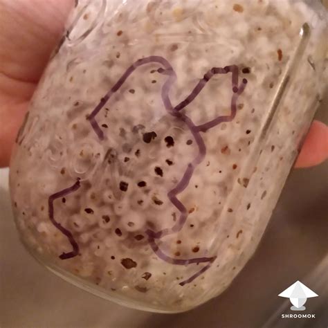 Green Mold Contamination Aka Trichoderma