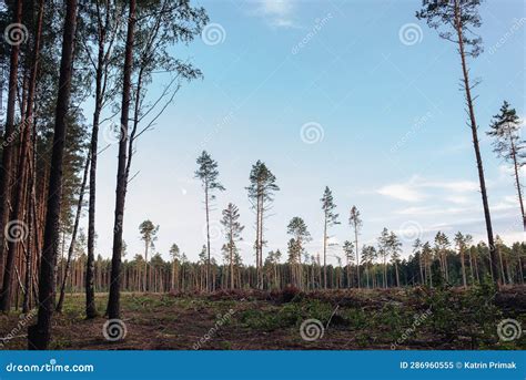 Deforestation Tree Cutting Removal Of Trees For Urban Development Stock Image Image Of