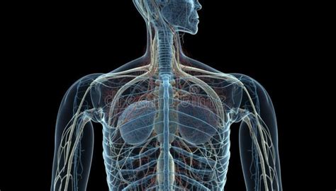 Rayos X Transparentes Muestra Anatomía En Jaula De Costillas Humanas