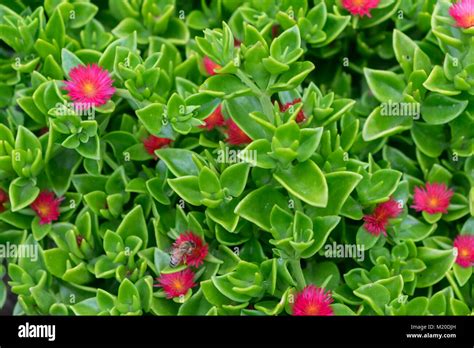 Succulents Ground Cover