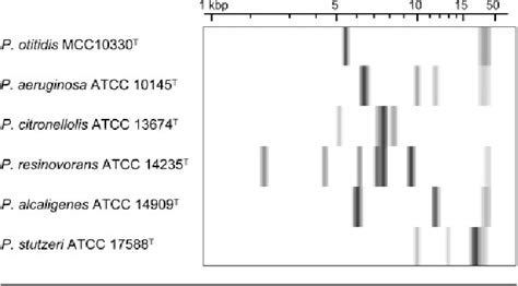 Pseudomonas Otitidis Semantic Scholar