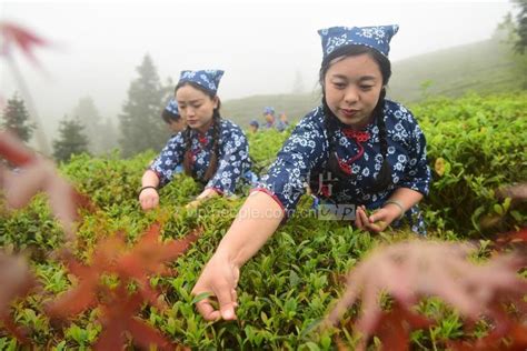 湖南蓝山：高山有机茶助农增收 人民图片网