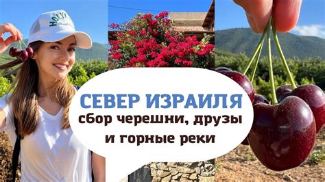 ЖИЗНЬ В ИЗРАИЛЕ: поездка на Север, деревня друзов, черешня, святая ...