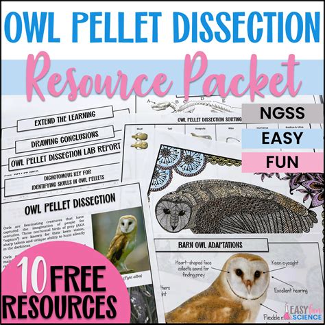 Barn Owl Pellets Dissection