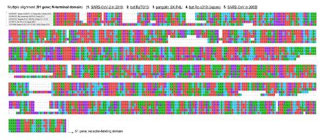 Multiple Sequence Alignment In The N Terminal Domain Of S1 Gene