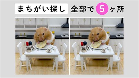 【超難問！間違い探し】これが全部わかったらスゴイ！かわいいハムスターの写真から間違いを5か所探してください Youtube