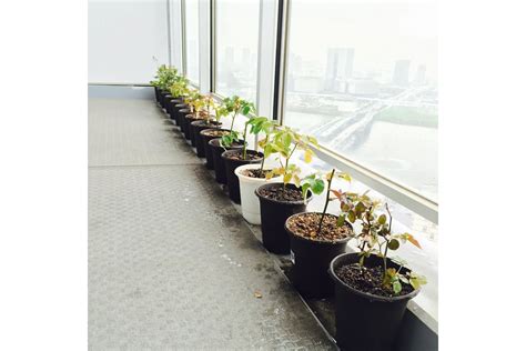 バラのドームを配置した、立体的な庭づくり Preciousjp（プレシャス）