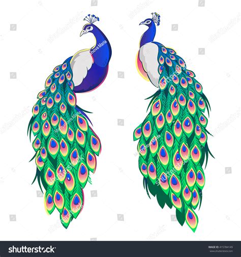 Set Two Peacocks Isolated On White Stock Vector 415784149 Shutterstock