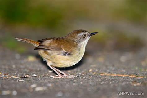 White Browed Scrubwren Ahp Wild
