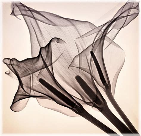 Calla Lilly Bouquet Beautiful Flower Tattoos Xray Flower Calla Lillies
