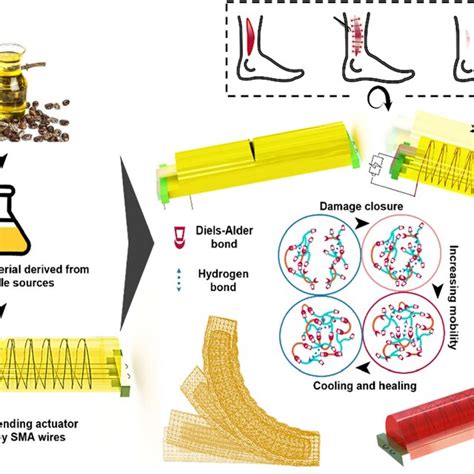 Analogy Between Human Body And The Soft Robot In Recovering From Large Download Scientific
