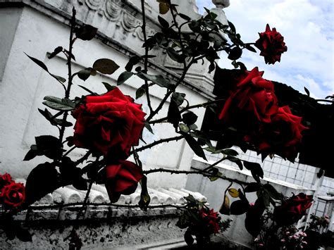 Цветут цветы среди огней среди чужой большой фото