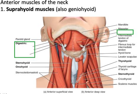 Suprahyoid Muscles Diagram Quizlet