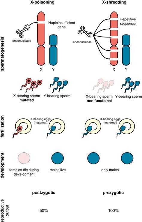 Targeting Mosquito X Chromosomes Reveals Complex Transmission Dynamics Of Sex Ratio Distorting