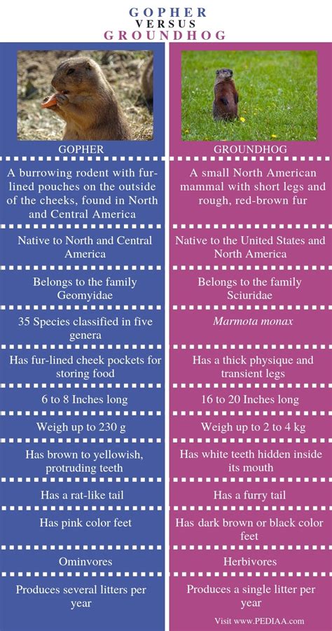 Difference Between Gopher And Groundhog