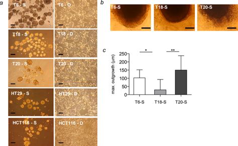 description of generated sc a morphological features of 2 crc cell