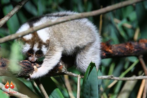 Have You Seen Javan Slow Loris Eat Meat Babe Fireface Project