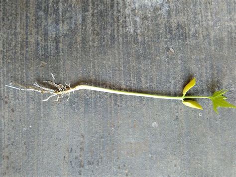 Differenze Tra Monocotiledoni E Dicotiledoni Biopills