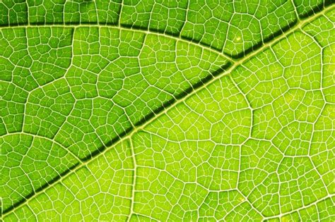 Premium Photo Abstract Green Leaf Texture Pumpkin Leaves