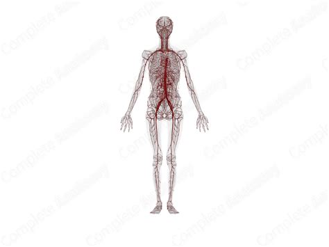 Systemic Arteries Complete Anatomy
