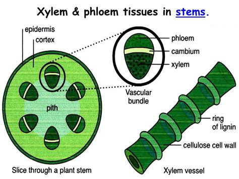 Ppt State The Functions Of Xylem And Phloem Powerpoint Presentation