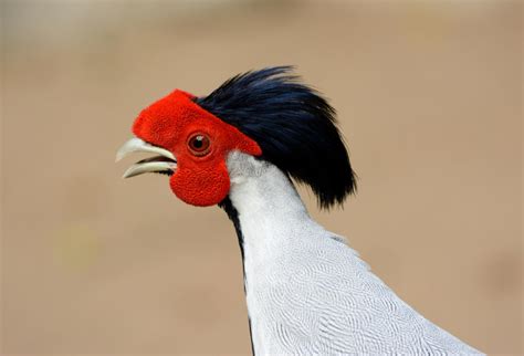 Silver Pheasant Lophura Nycthemera