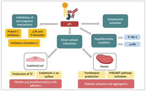 Lupus Anticoagulant By Drvvt Krown Laboratory And Referral Center