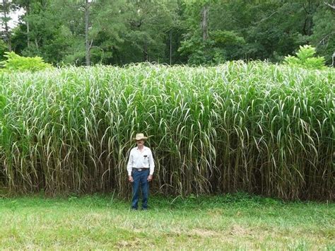 Miscanthus Giganteus Rhizomes 25 Rhizomes Miscanthus Plant Etsy