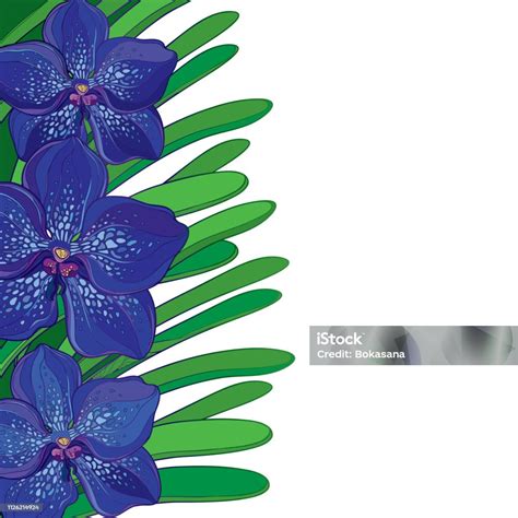 벡터 윤곽선 블루 Vanda 난초 꽃과 녹색 잎 백색 배경에 고립으로 수직 꽃다발 Epiphyte 열 대 꽃입니다 0명에 대한 스톡 벡터 아트 및 기타 이미지 Istock