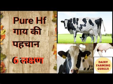 Pure Hf Gay ki pahchan Hf और Crossbreed म अतर जन इन लकषण स YouTube