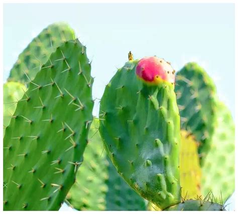 Шампунь для волос FLOR DE MAN Jeju Prickly Pear Hair Shampoo с кактусом ...