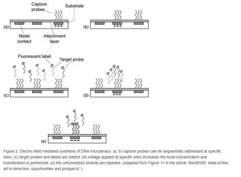 Figure 2 Shows How Capture Probes May Be Incorporated