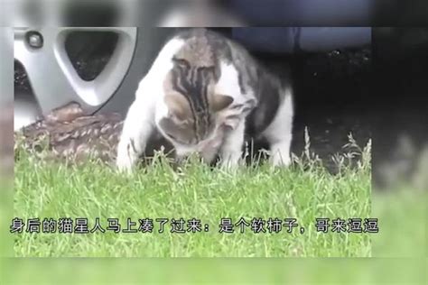 小猫欺负小鹿，鹿宝宝找妈妈告状，鹿妈很生气结果很严重鹿宝宝鹿妈小鹿