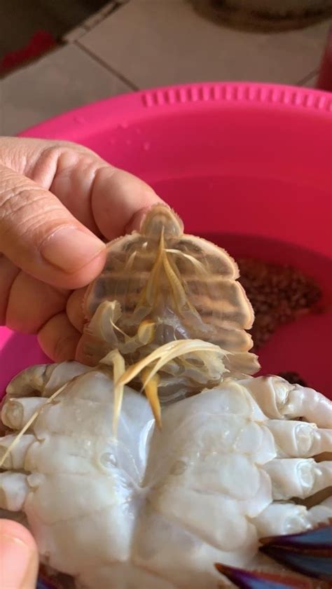 Comel La Ketam Bunga Ni Peminat Miemery Fresh Seafood