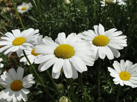 Where To Buy Pyrethrin Manufacturer Andsuppliers