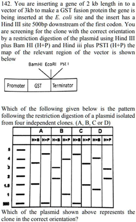 You Are Inserting A Gene Of Kb Length Into A Vector Of Kb To